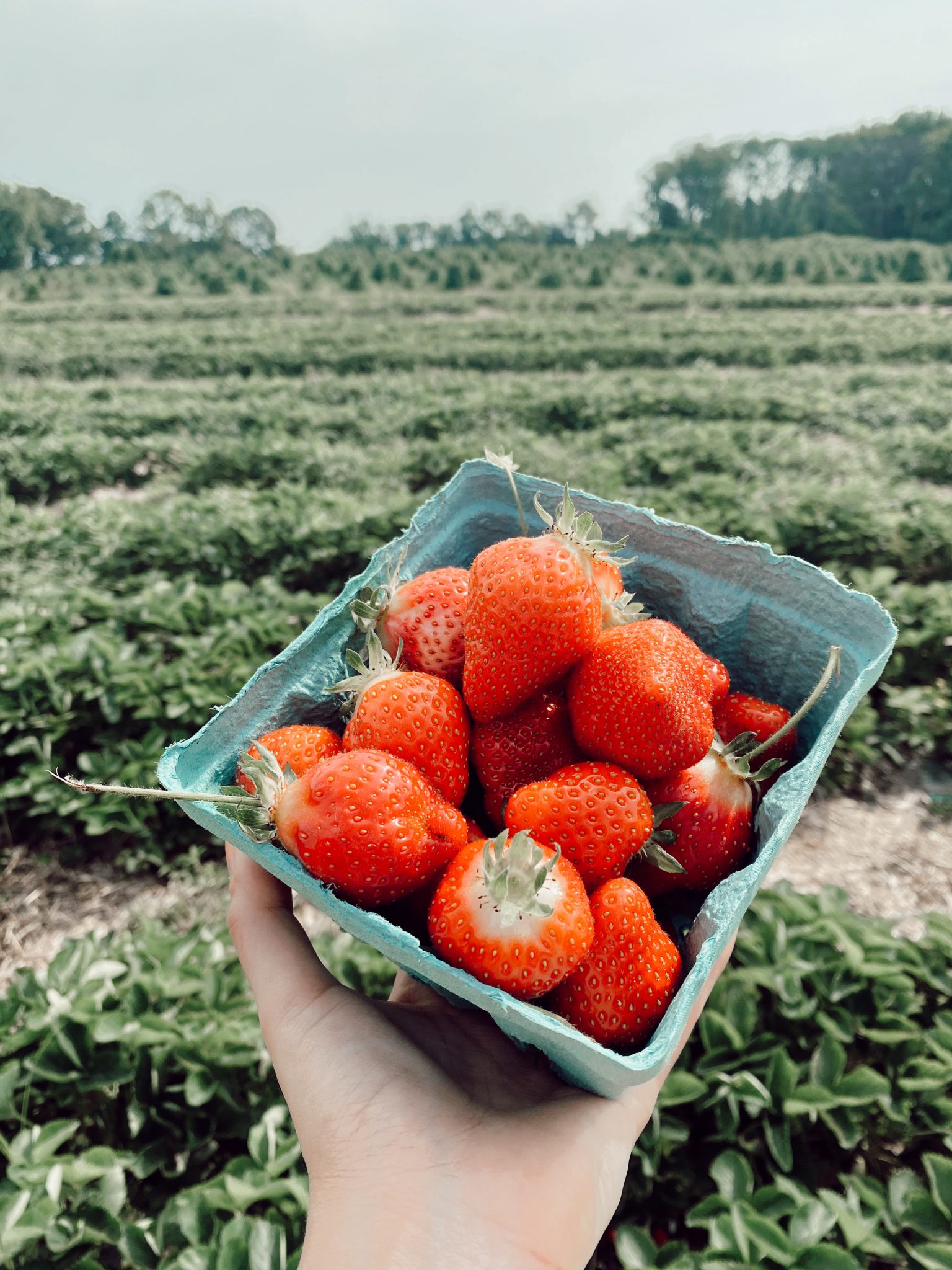 Tips for Visiting Linvilla Orchards in Media, Pennsylvania