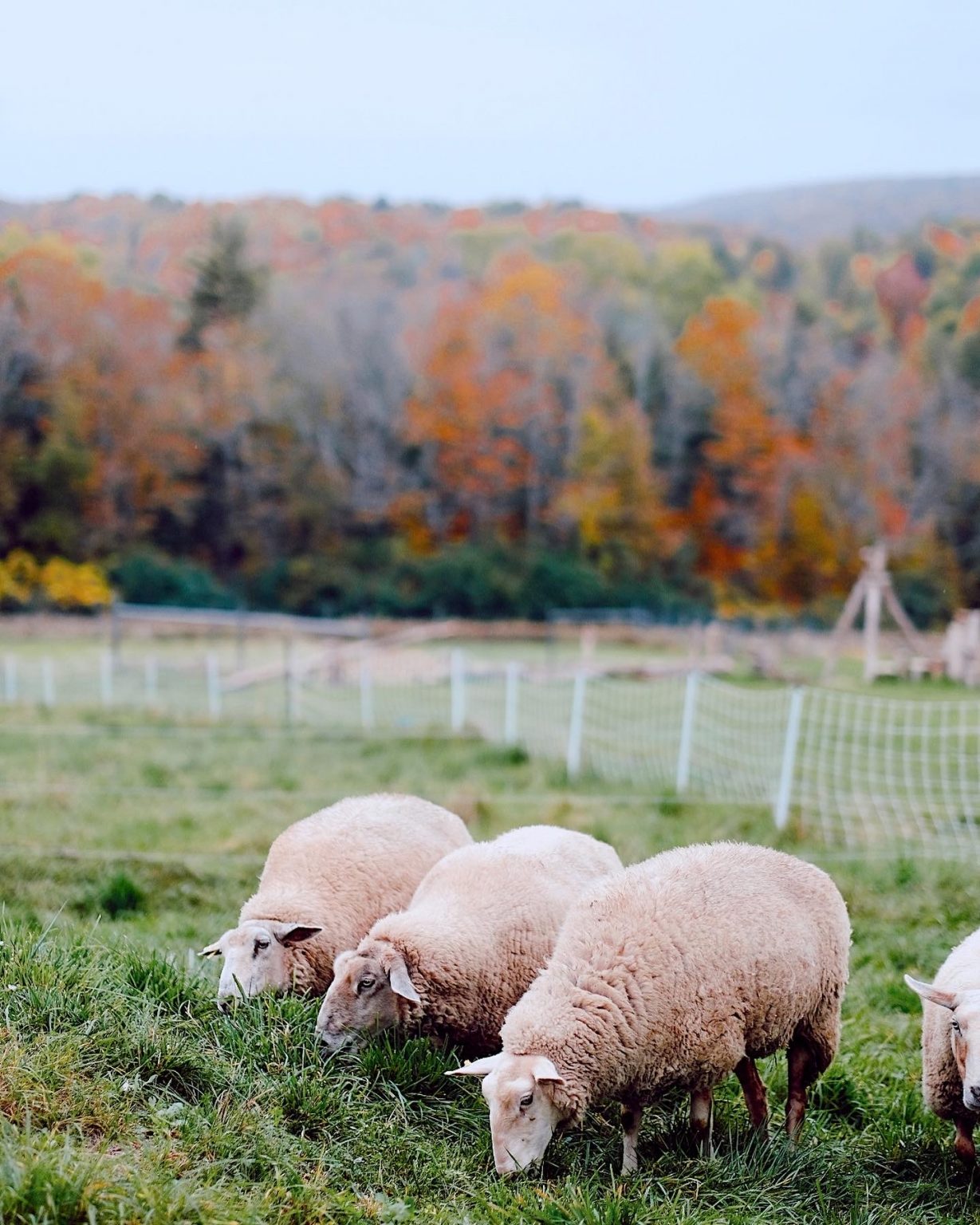 Our Stay at Fat Sheep Farm in Vermont - Style + Eat