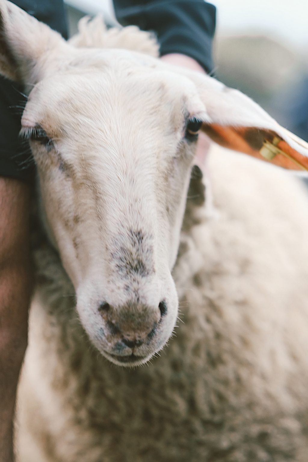 Our Stay at Fat Sheep Farm in Vermont - Style + Eat